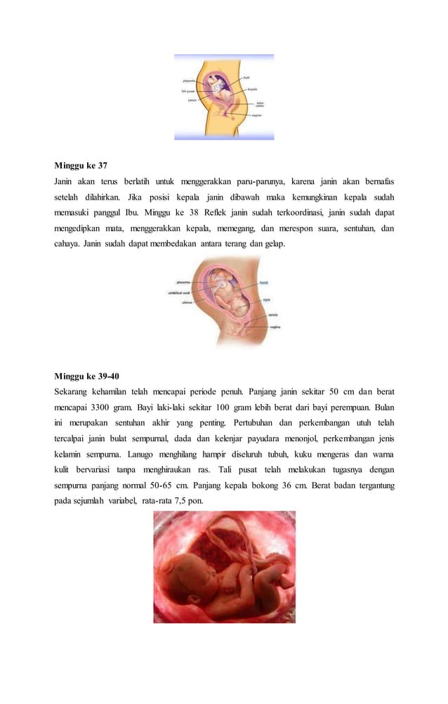 Perkembangan dan pertumbuhan janin (embrio) pada triester i | PDF