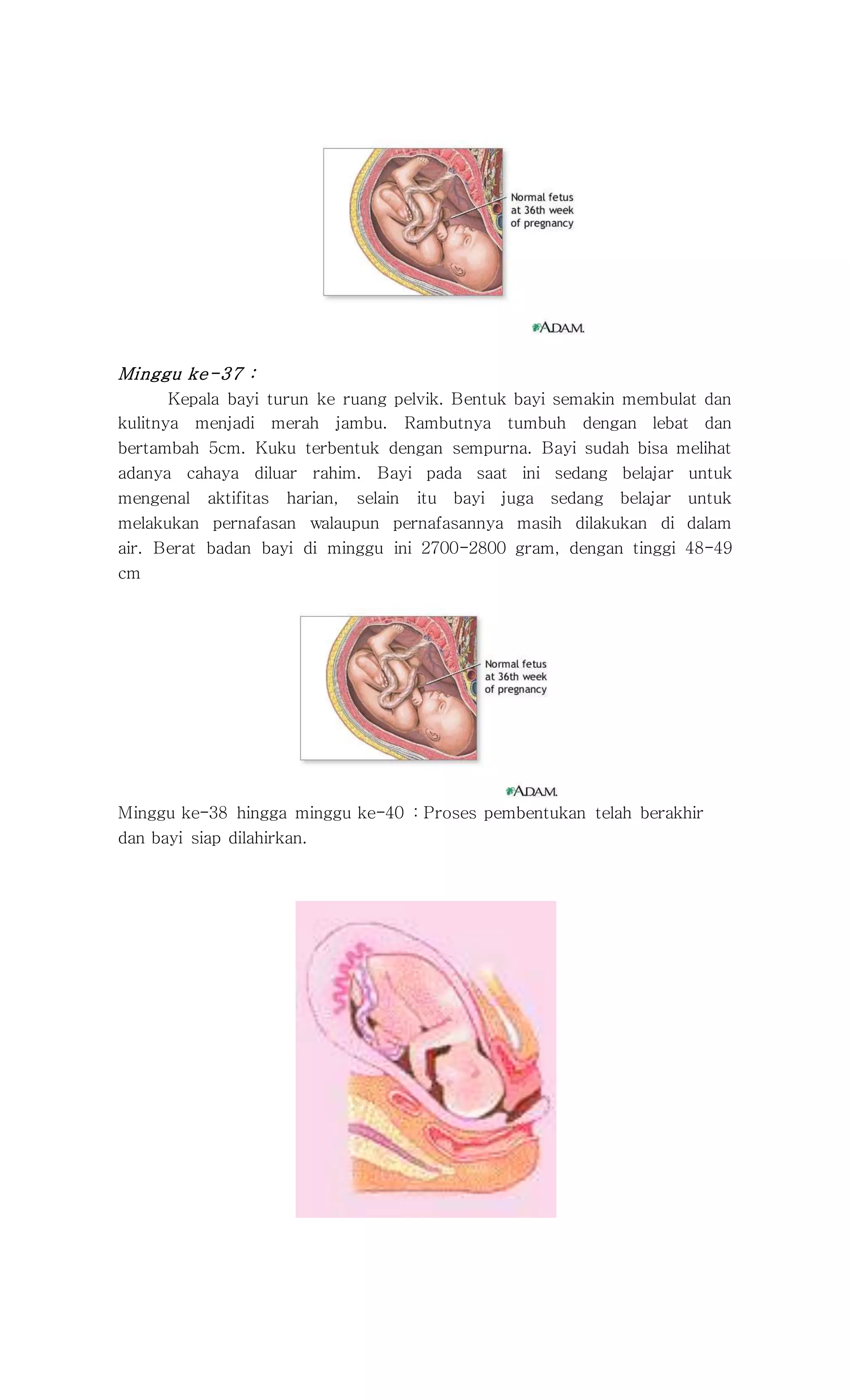 Perkembangan dan pertumbuhan janin (embrio) pada trimester i, trimester ...