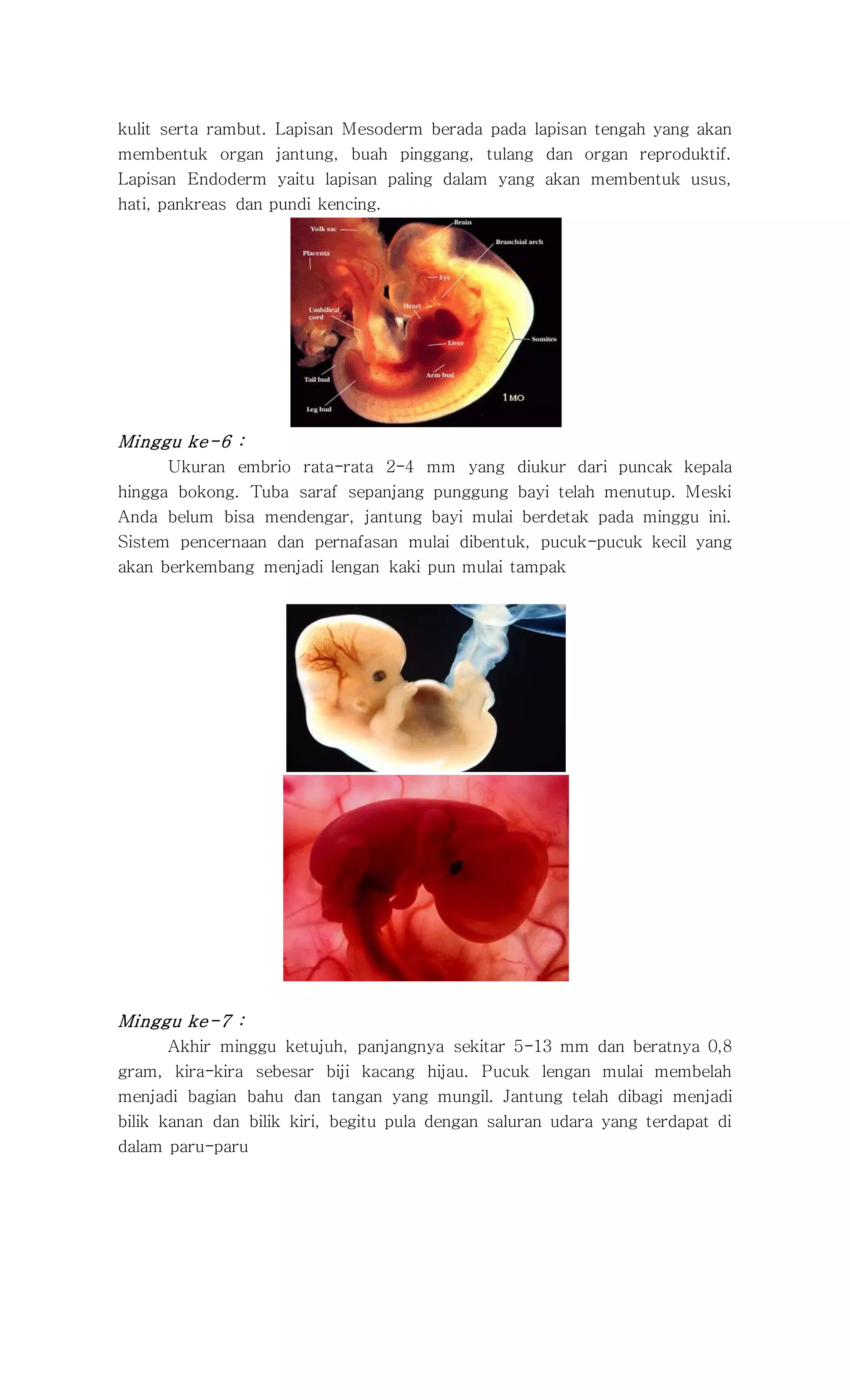 Perkembangan dan pertumbuhan janin (embrio) pada trimester i, trimester ...