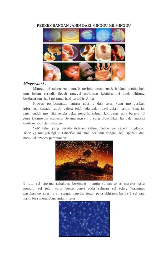 Perkembangan dan pertumbuhan janin (embrio) pada trimester i, trimester ...