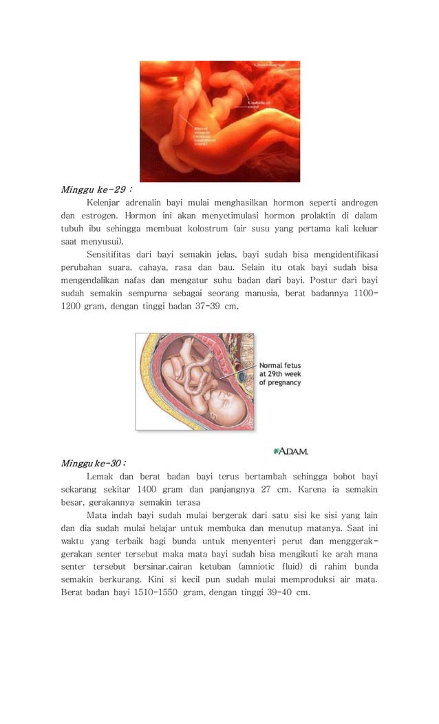 Perkembangan dan pertumbuhan janin (embrio) pada trimester i, trimester ...