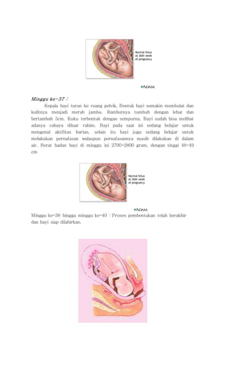Perkembangan dan pertumbuhan janin (embrio) pada trimester i, trimester ...