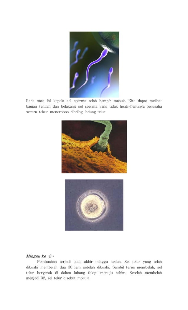 Perkembangan dan pertumbuhan janin (embrio) pada trimester i, trimester ...