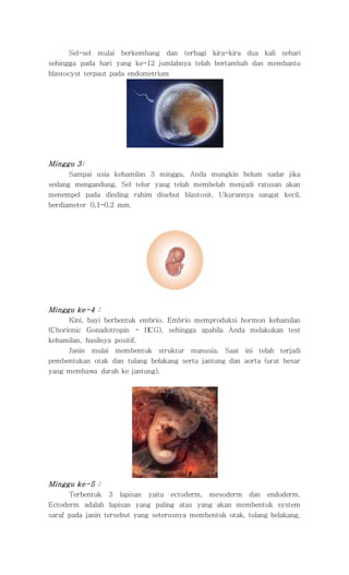 Perkembangan dan pertumbuhan janin (embrio) pada trimester i, trimester ...