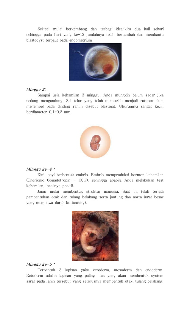 Perkembangan dan pertumbuhan janin (embrio) pada trimester i, trimester ...