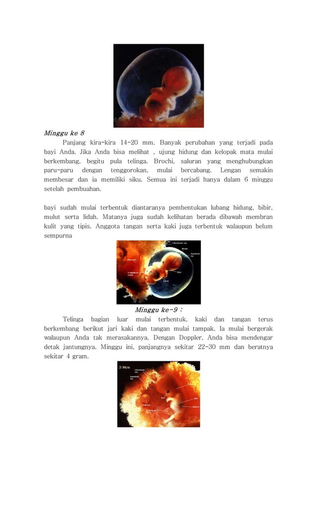 Perkembangan dan pertumbuhan janin (embrio) pada trimester i, trimester ...