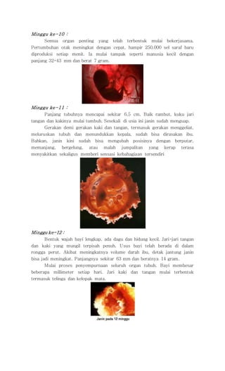 Perkembangan dan pertumbuhan janin (embrio) pada trimester i, trimester ...