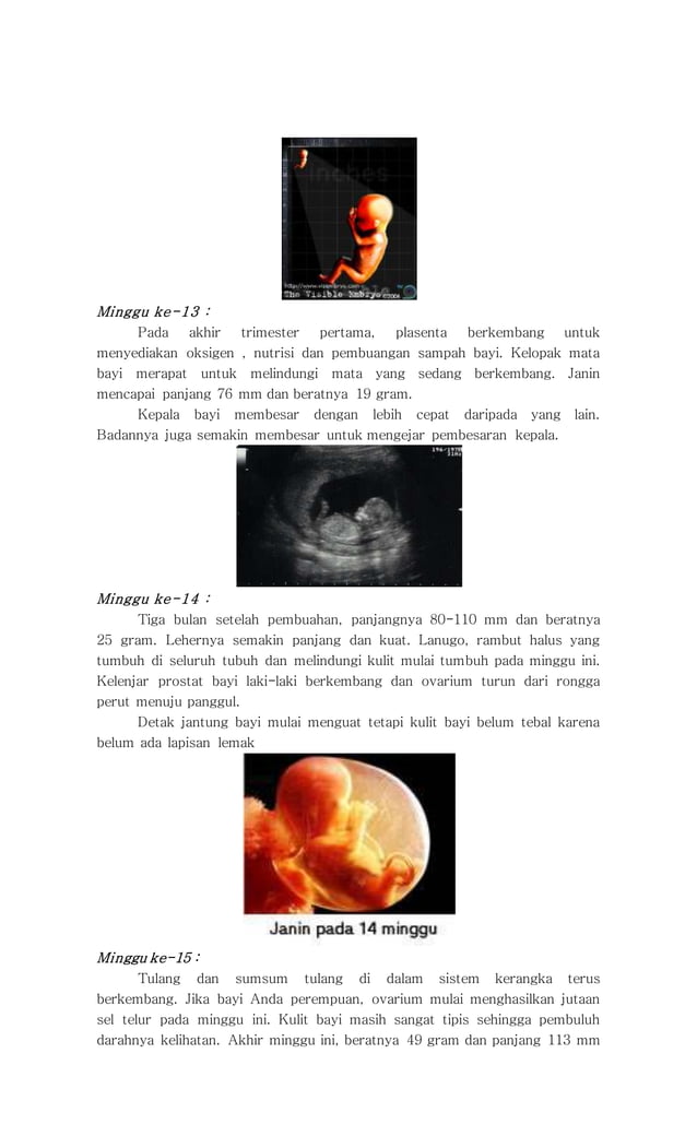 Perkembangan dan pertumbuhan janin (embrio) pada trimester i, trimester ...