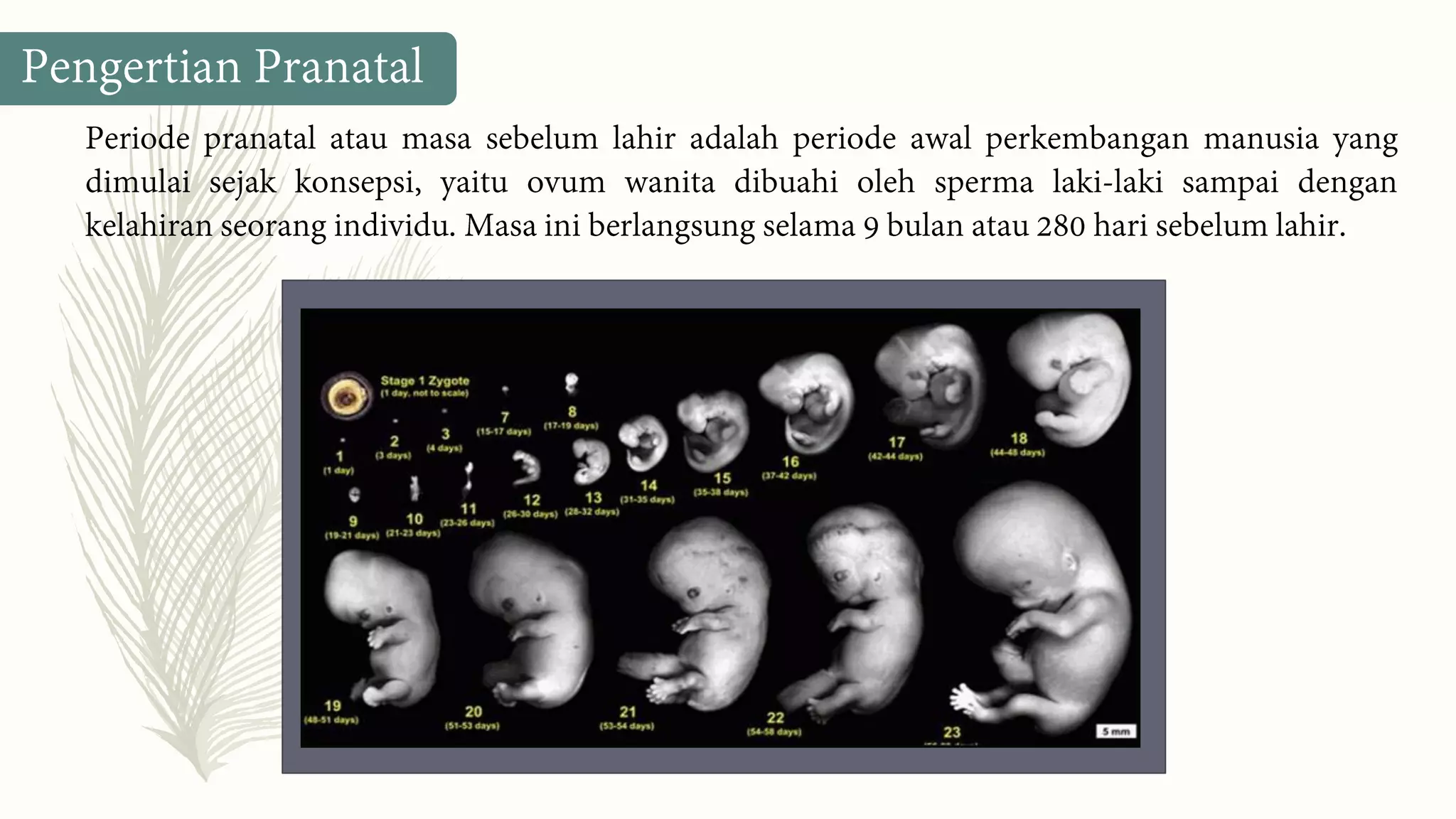 Perkembangan Fase Pranatal | PDF