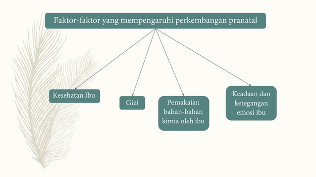 Perkembangan Fase Pranatal | PDF