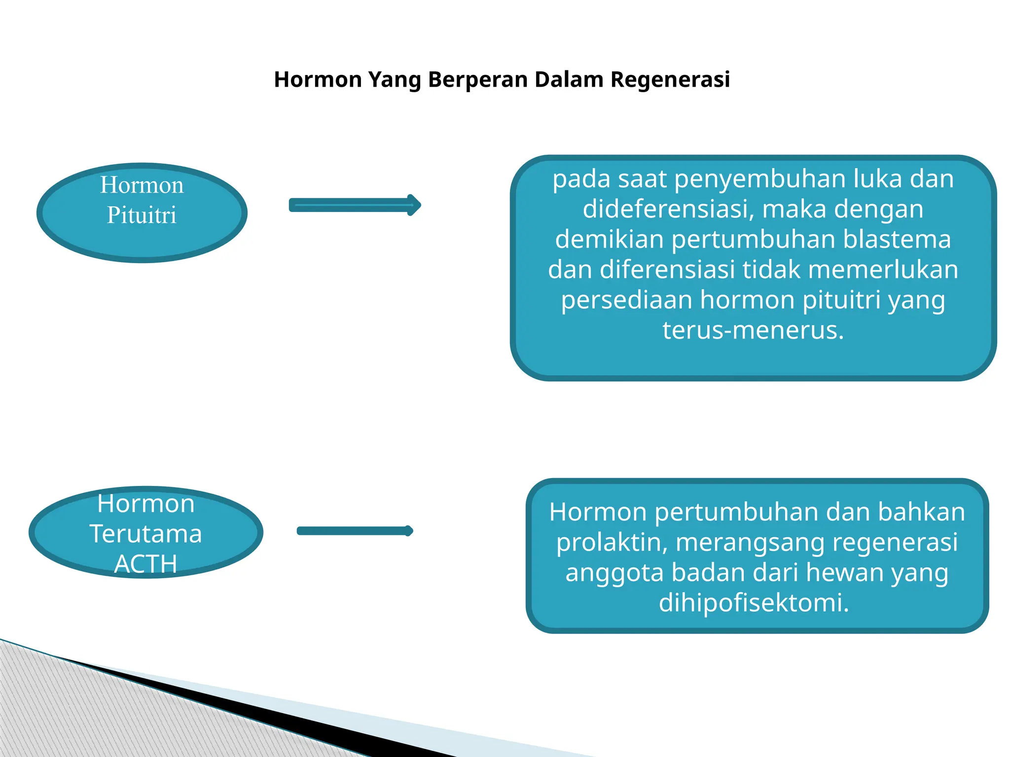 Perkembangan Hewan..................pptx