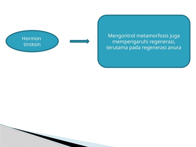 Perkembangan Hewan..................pptx