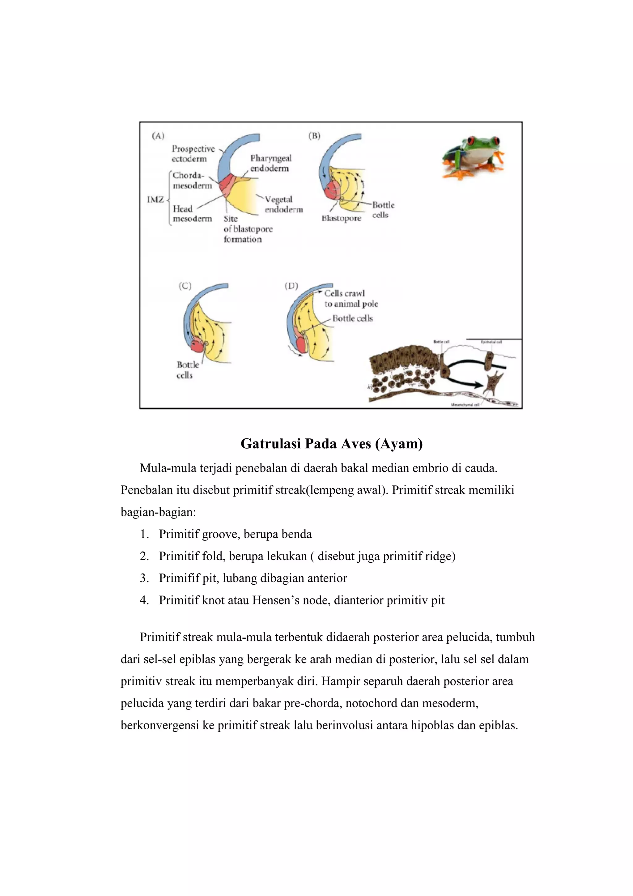 Perkembangan hewan sistem musculator | PDF