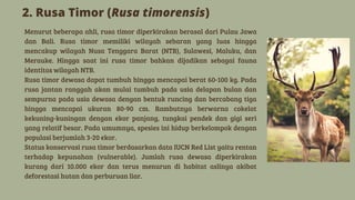 perkembangan industri peternakan rusa.pdf