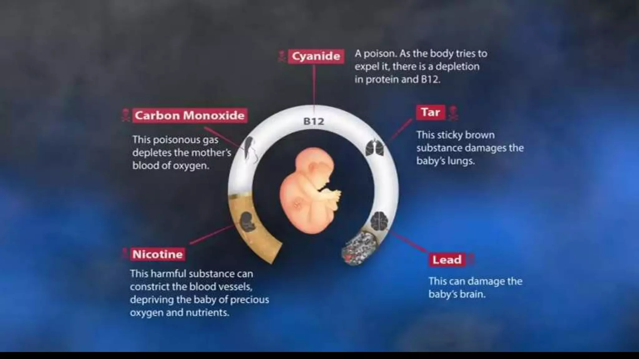 Perkembangan janin | PPT