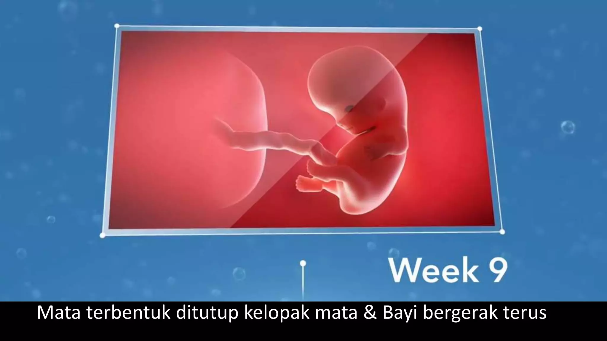 Perkembangan janin | PPTX