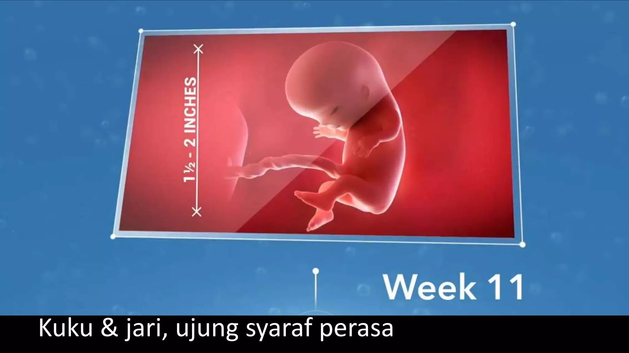 Perkembangan janin | PPTX