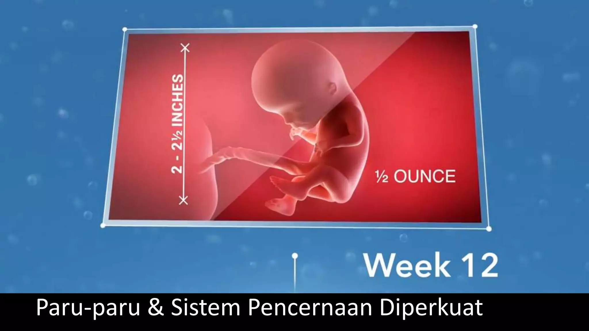 Perkembangan janin | PPT