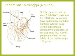 PPT.Perkembangan Janin pada Proses Kehamilan | PPT