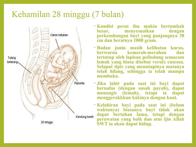 PPT.Perkembangan Janin pada Proses Kehamilan | PPT