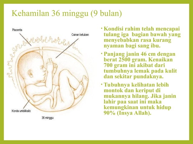 PPT.Perkembangan Janin pada Proses Kehamilan | PPT