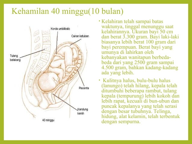 PPT.Perkembangan Janin pada Proses Kehamilan | PPT