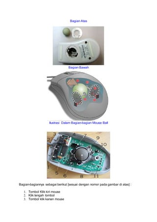 Perkembangan mouse | DOCX