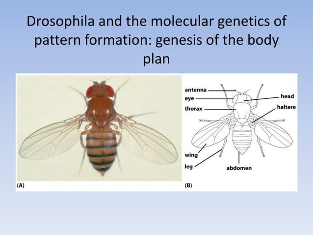 Perkembangan organisme skrg multiseluler 6 septem | PPTX
