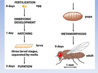 Perkembangan organisme skrg multiseluler 6 septem | PPTX