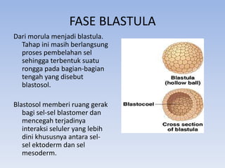 Perkembangan organisme skrg multiseluler 6 septem | PPTX