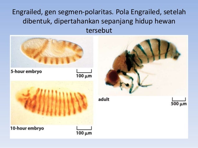 Perkembangan organisme skrg multiseluler 6 septem