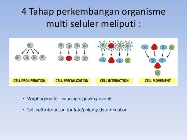 Perkembangan organisme skrg multiseluler 6 septem