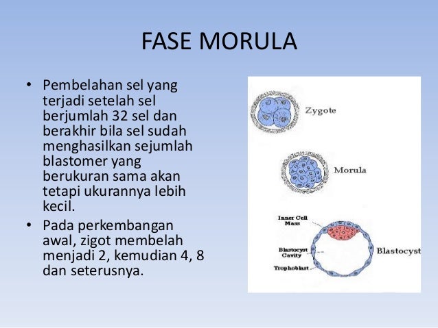 Perkembangan organisme skrg multiseluler 6 septem