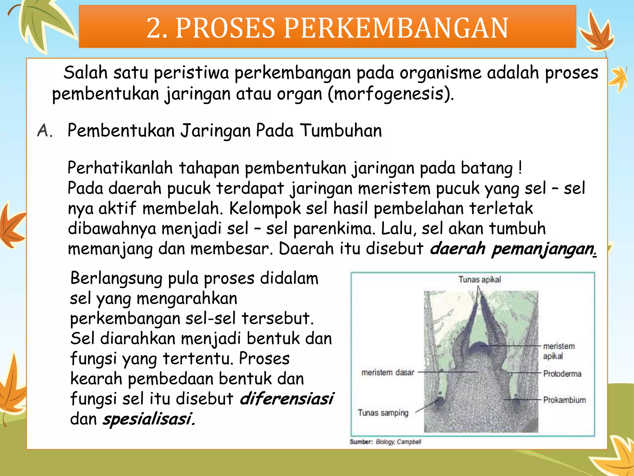 Perkembangan Pada Tumbuhan, Hewan dan Manusia | PPTX