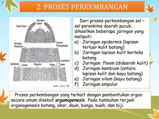 Perkembangan Pada Tumbuhan, Hewan dan Manusia | PPTX