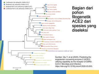 Perkembangan Penularan COVID-19 dari Manusia ke Hewan - Ditkesmavet ...