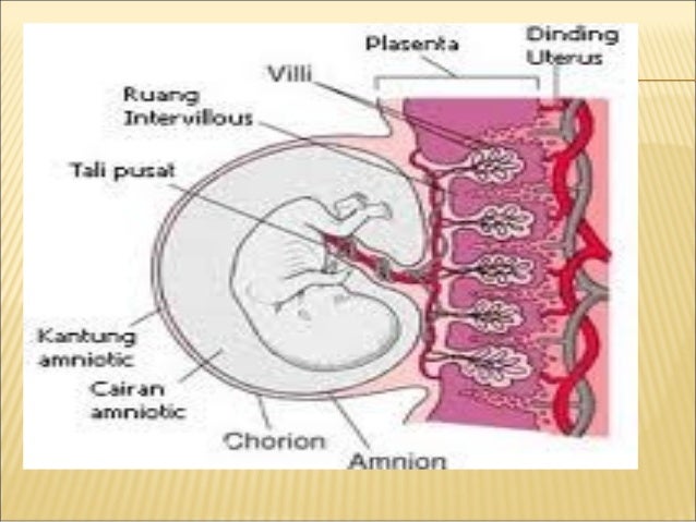 Perkembangan plasenta