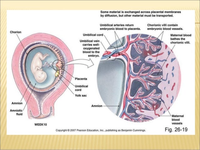 Perkembangan plasenta