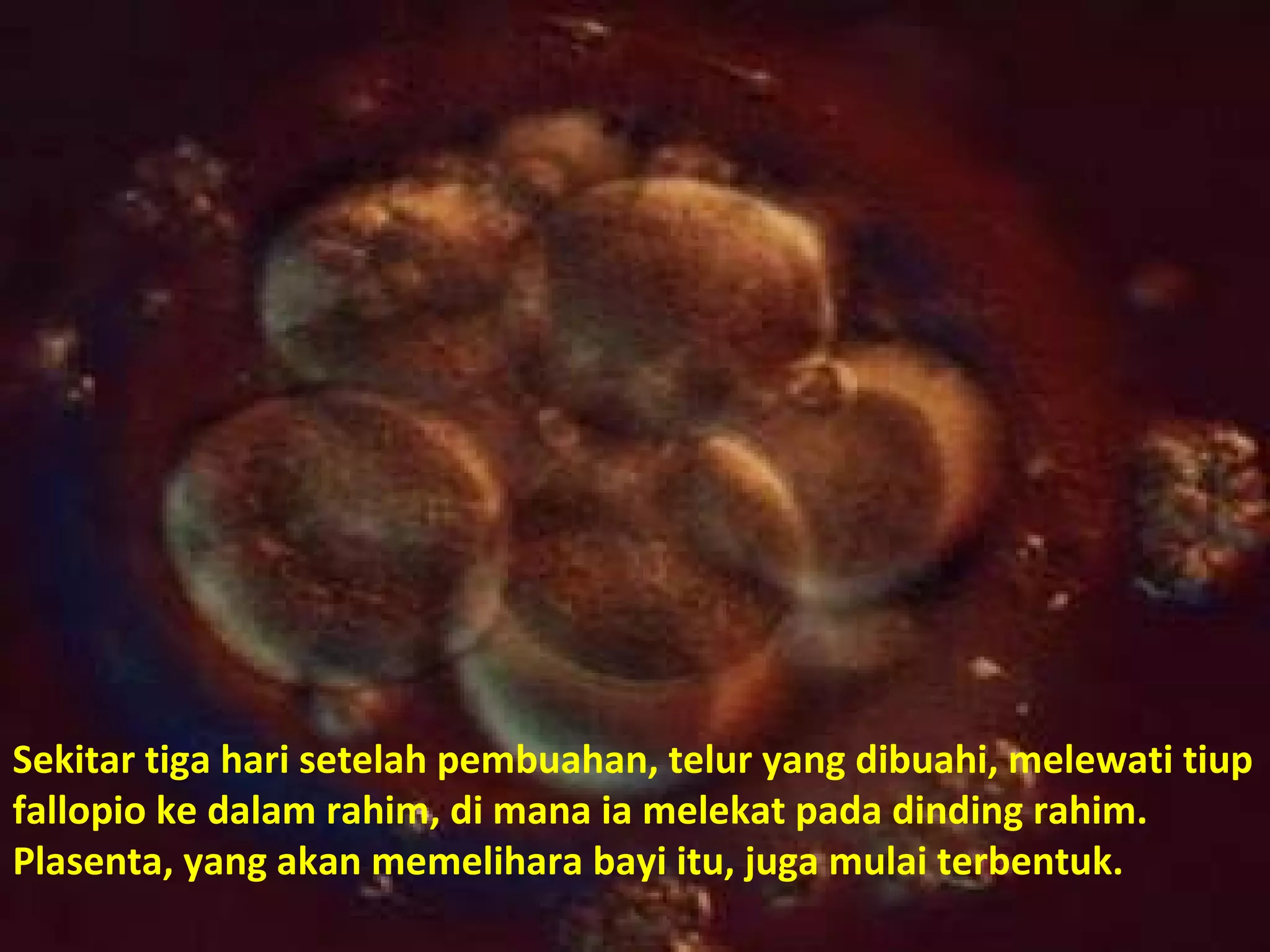 Perkembangan pranatal | PPT