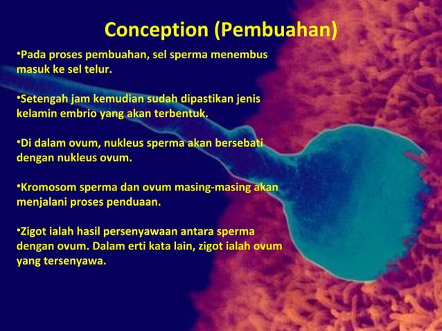 Perkembangan pranatal | PPT
