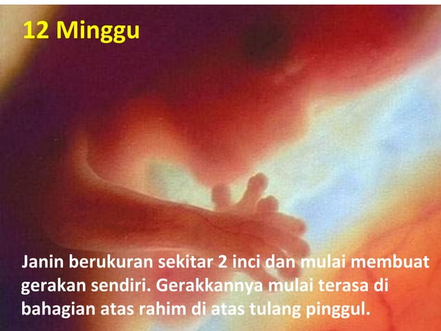 Perkembangan pranatal | PPT