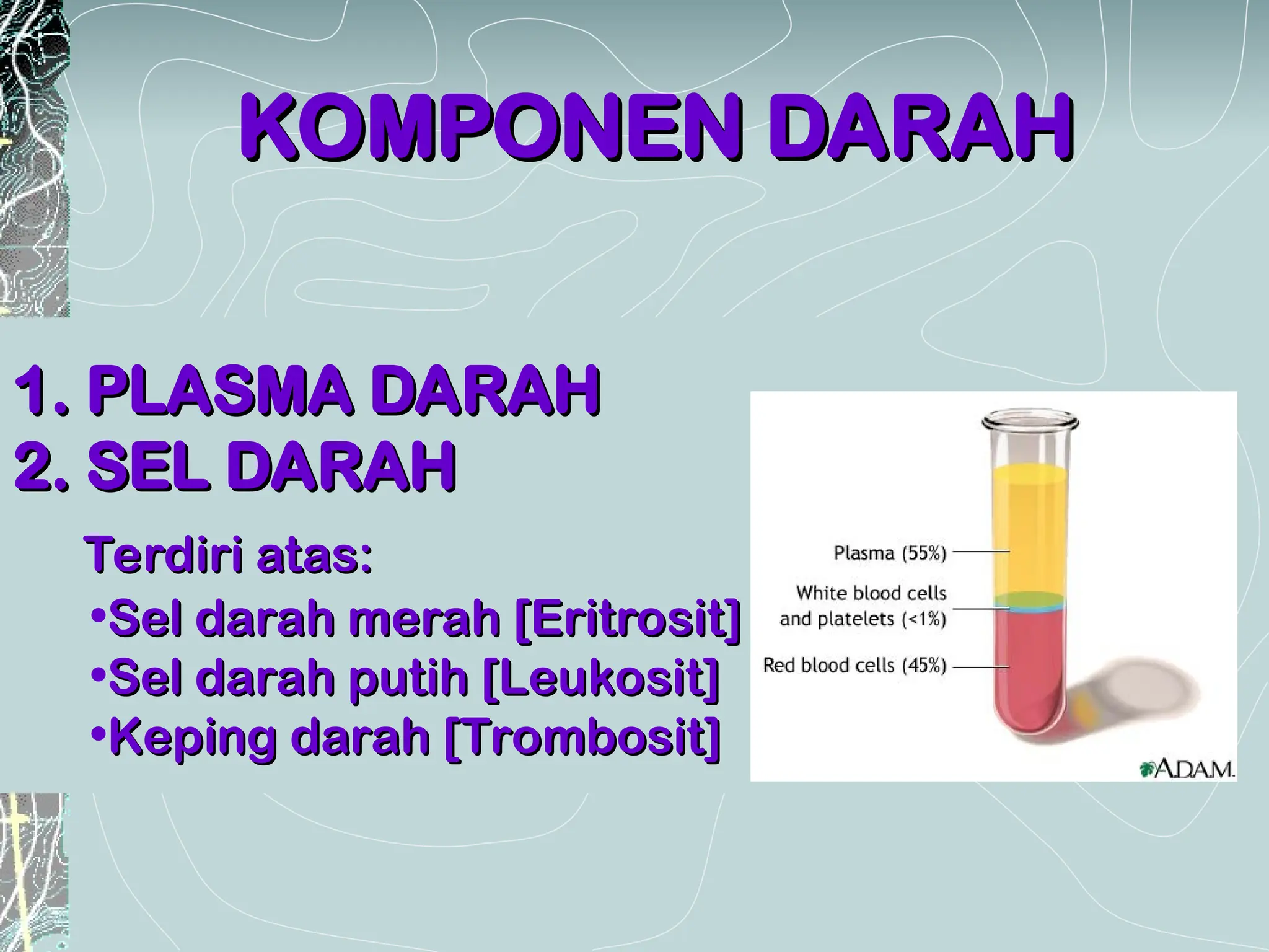 perkembangan sel darah dan limfatik stikes 2 dr.cut sheira.ppt