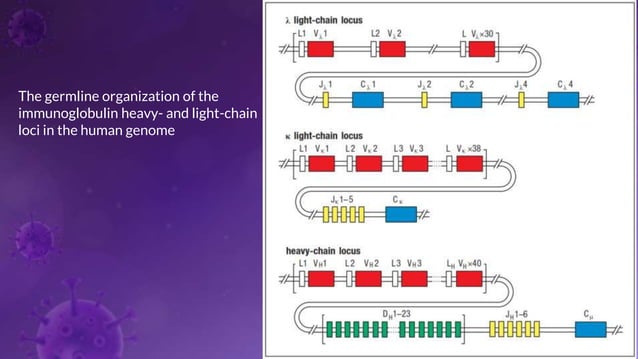 Perkembangan Sel Limfosit dan Sel Penghasil Antibodi.pptx
