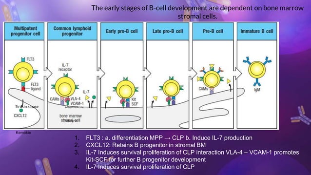 Perkembangan Sel Limfosit dan Sel Penghasil Antibodi.pptx