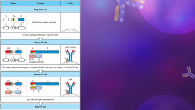 Perkembangan Sel Limfosit dan Sel Penghasil Antibodi.pptx