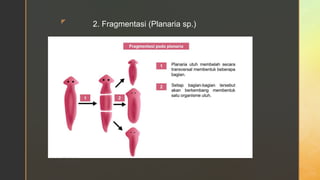 Perkembangbiakan Hewan.pptx