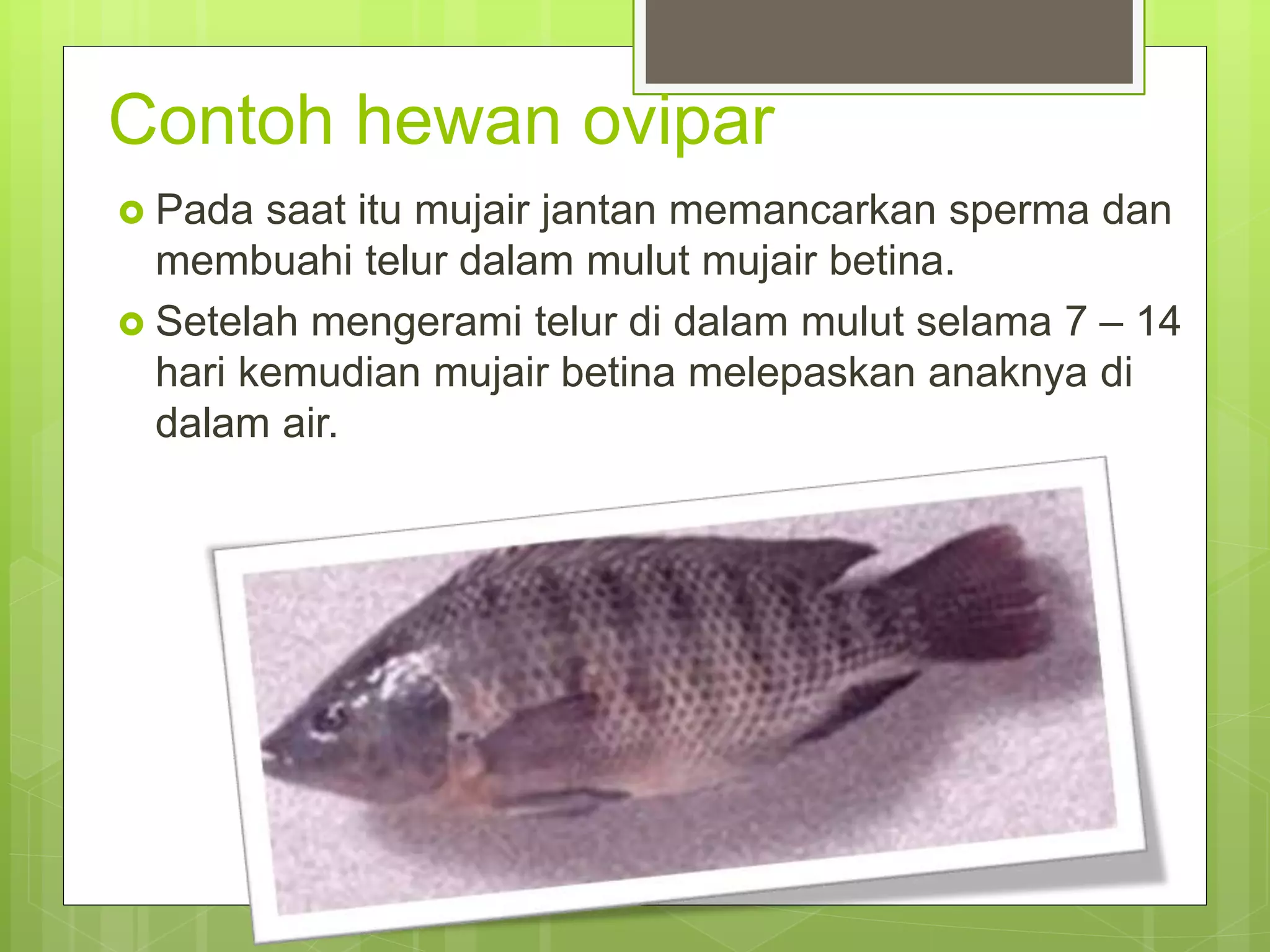 Perkembangbiakan hewan ppt | PPT