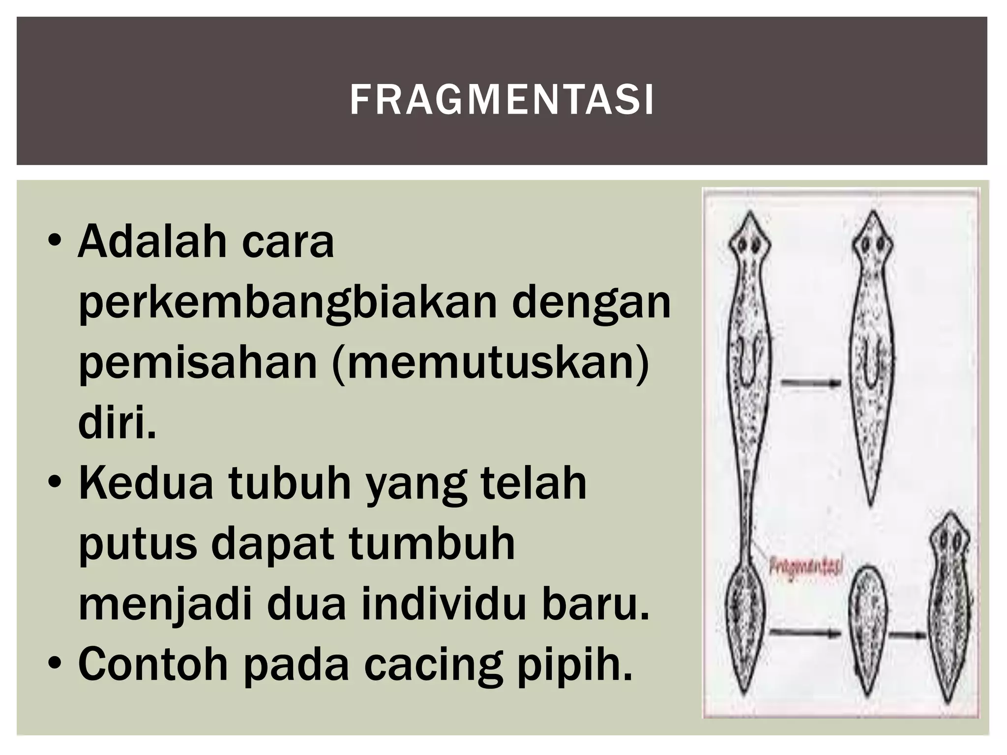 Perkembangbiakan hewan ppt | PPT