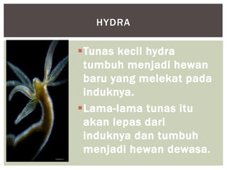 Perkembangbiakan hewan ppt | PPT