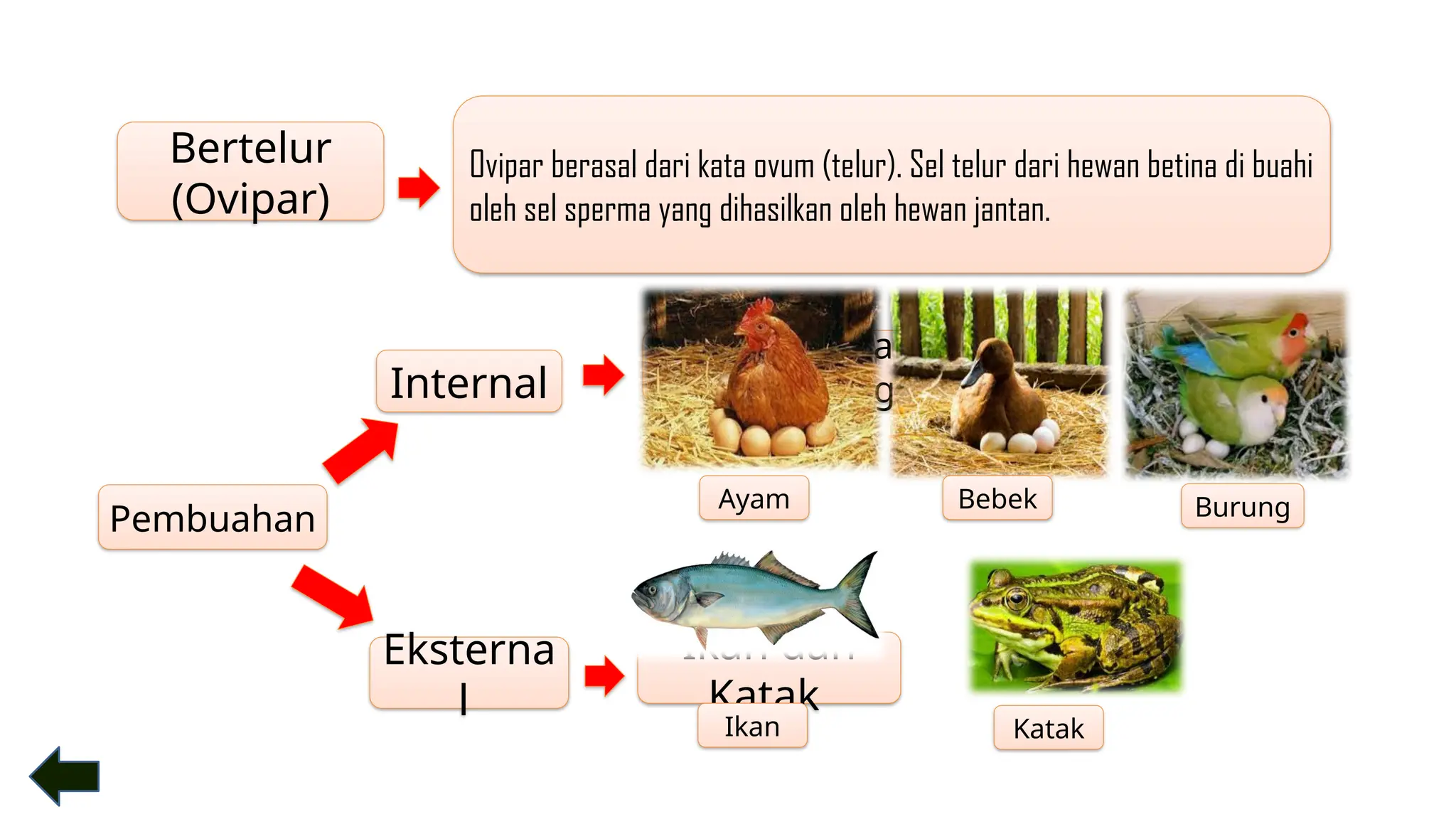 Perkembangbiakan Hewan Tema 1 ST 2. Materi perkembangbiakan baik secara ...